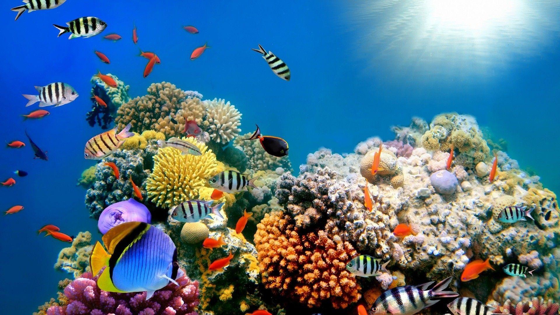 Cute Sea Animal Wallpapers - Top Free Cute Sea Animal Backgrounds ...