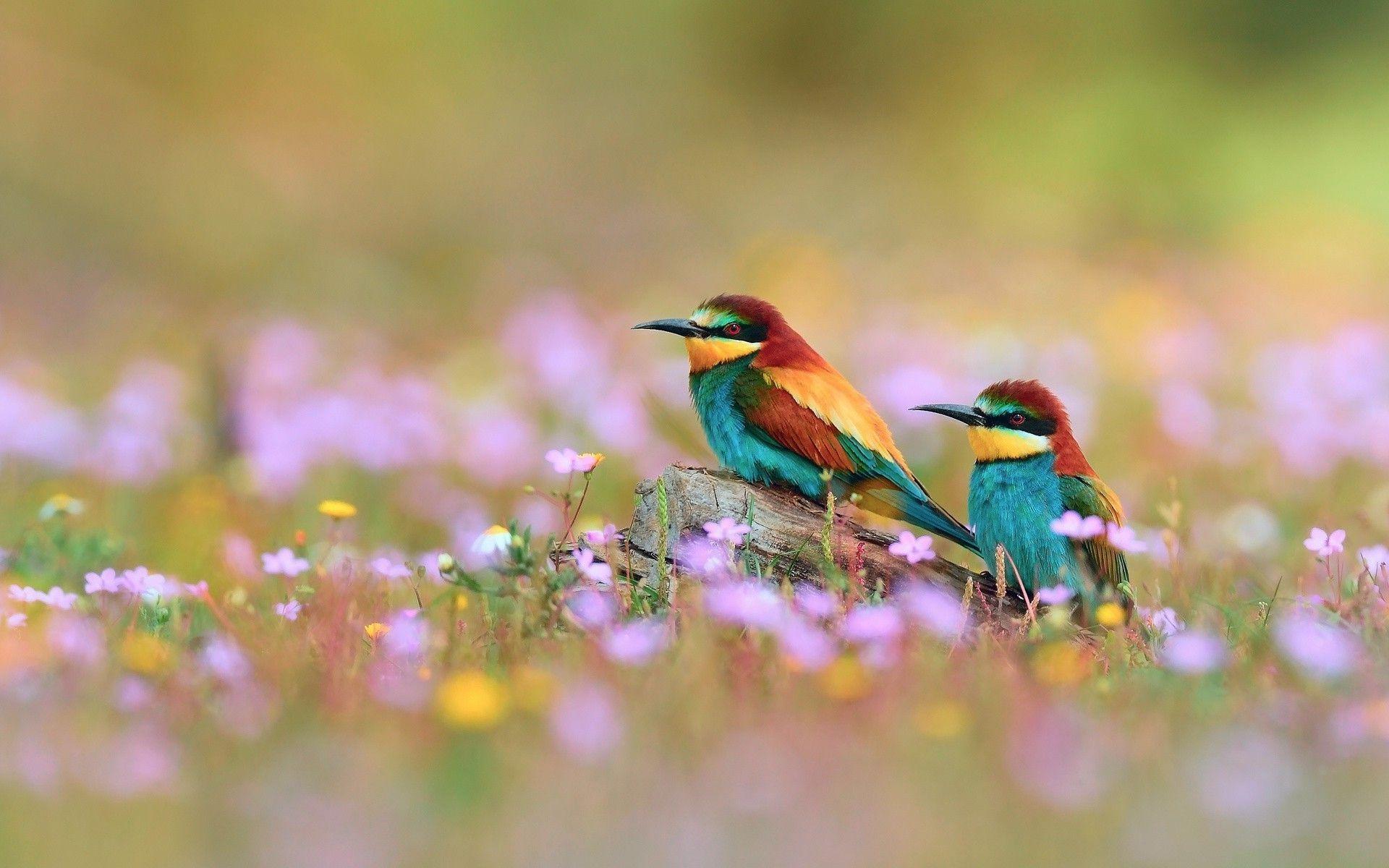 Spring Nature Animal Wallpapers - Top Free Spring Nature Animal ...