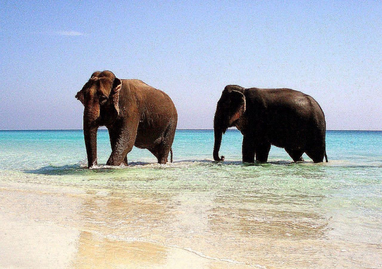 Summer Animal Wallpapers - Top Free Summer Animal Backgrounds ...