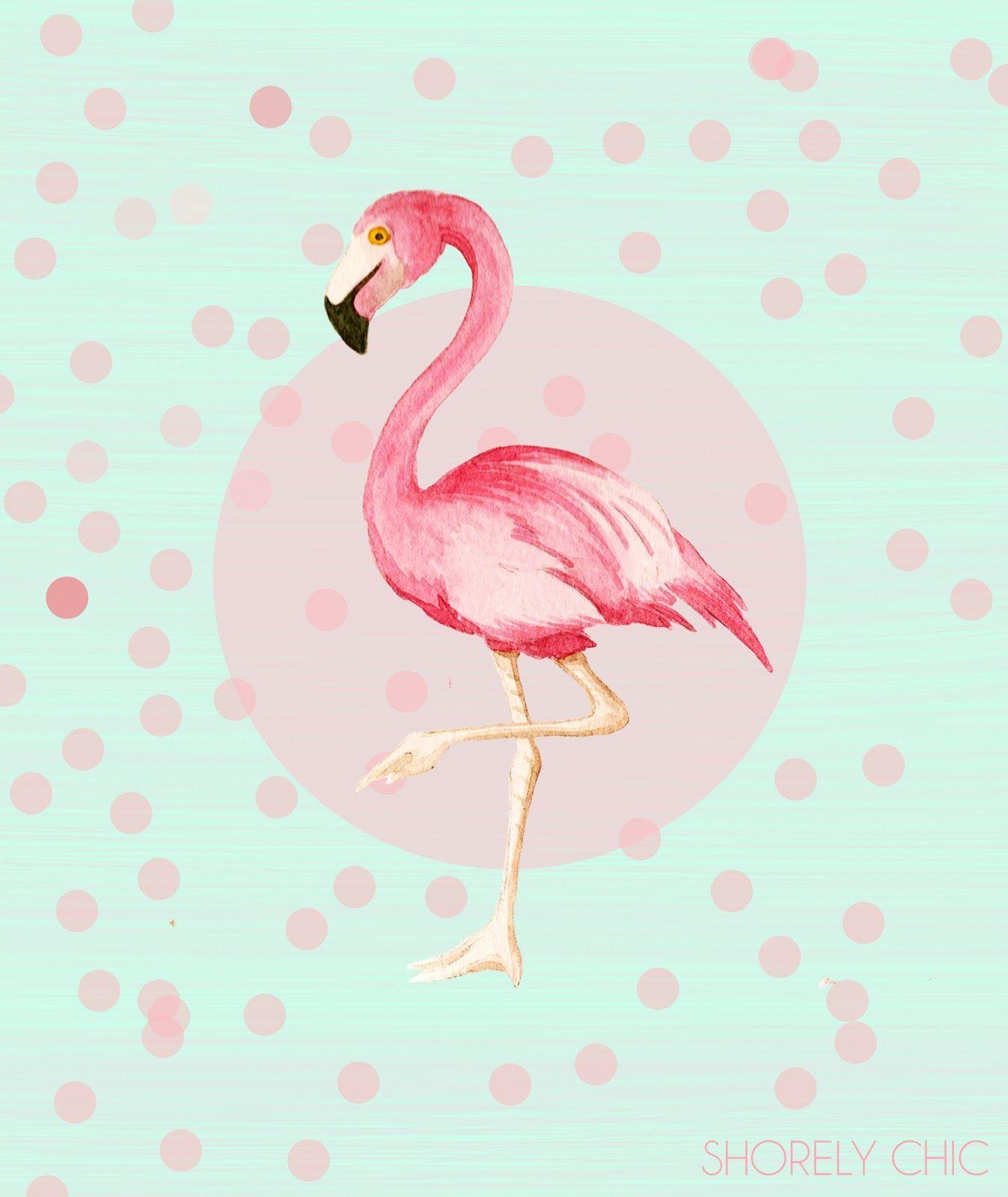 Cute Flamingo Wallpapers - Top Free Cute Flamingo Backgrounds ...