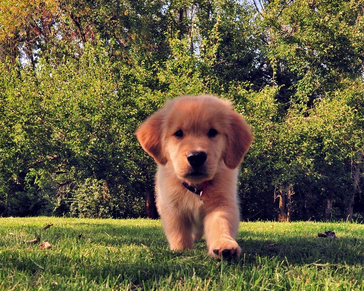 Summer Animal Wallpapers - Top Free Summer Animal Backgrounds ...