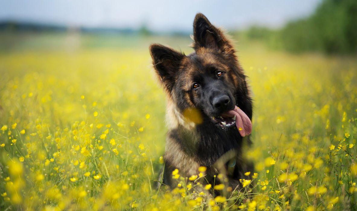 Summer Animal Wallpapers - Top Free Summer Animal Backgrounds ...