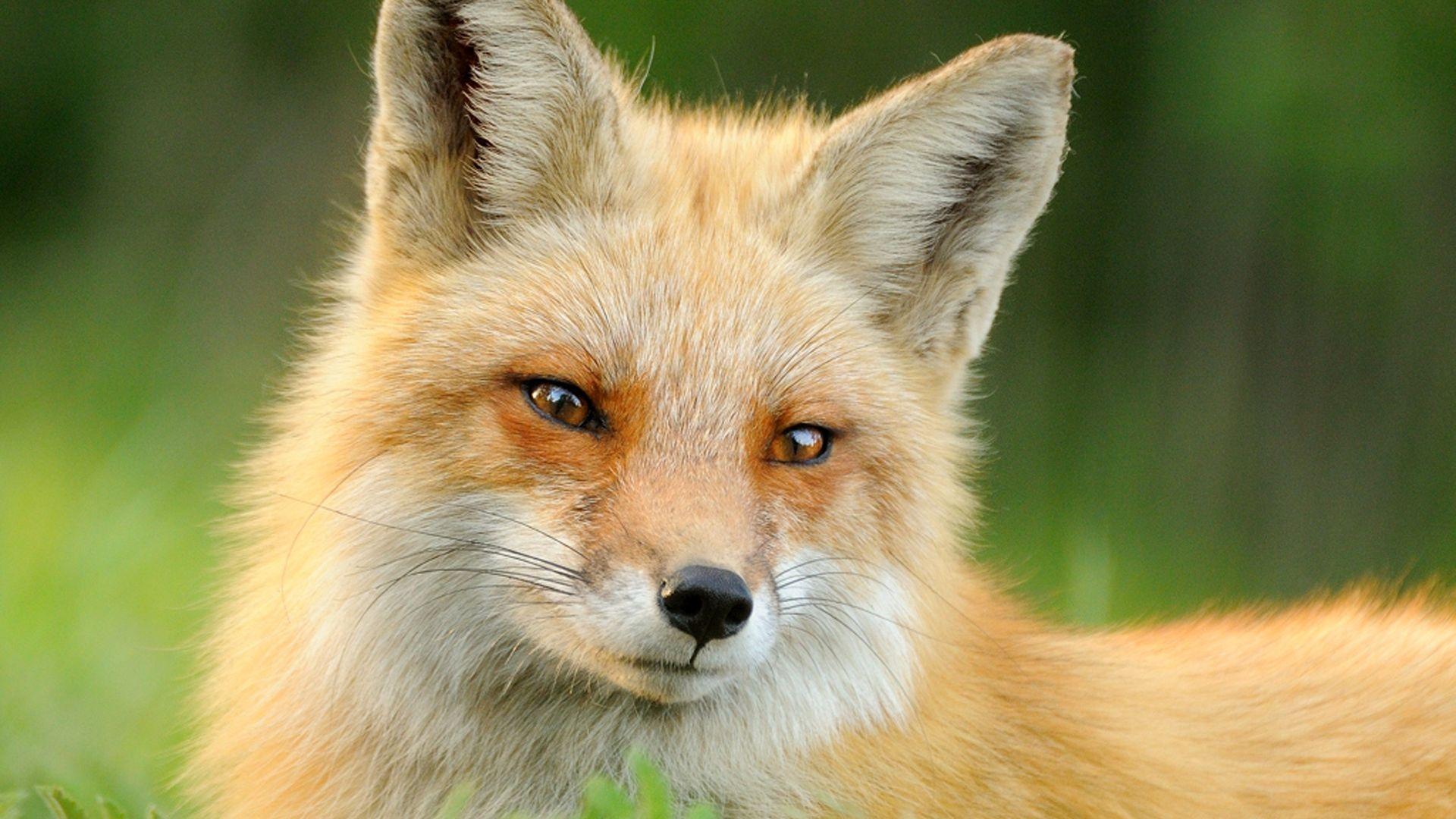 Summer Animal Wallpapers - Top Free Summer Animal Backgrounds ...