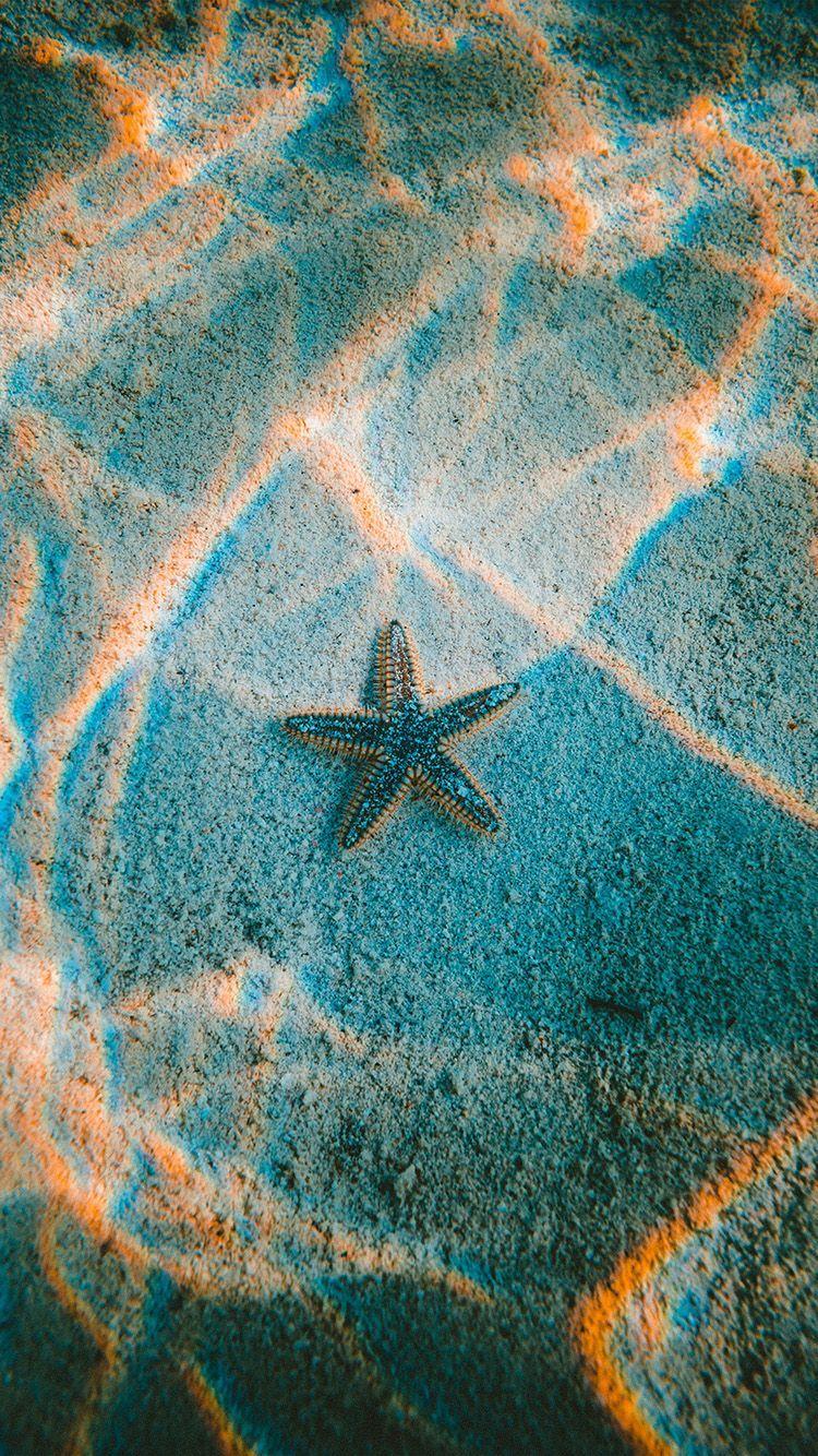 Summer Animal Wallpapers - Top Free Summer Animal Backgrounds ...