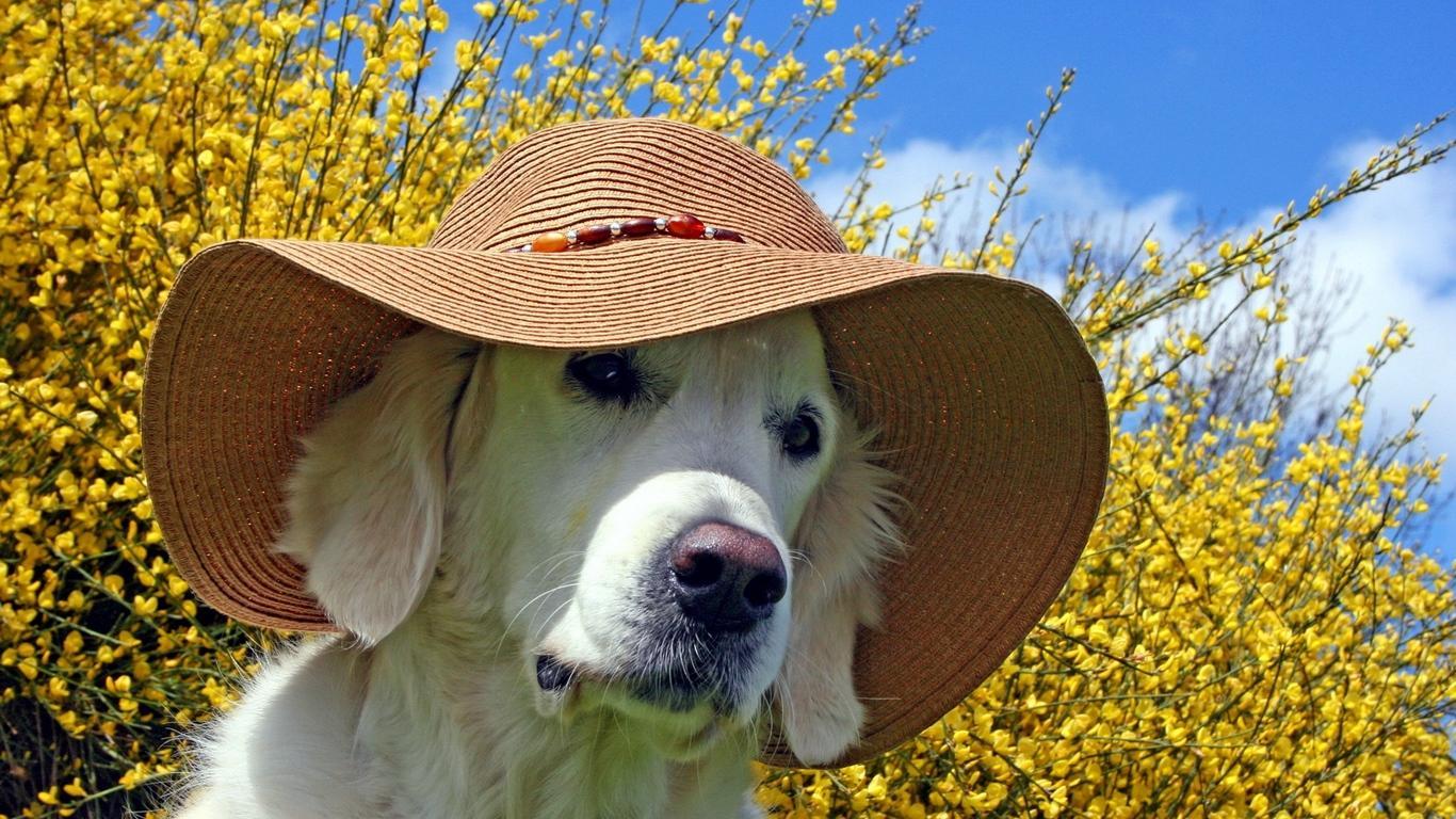 Summer Animal Wallpapers - Top Free Summer Animal Backgrounds ...
