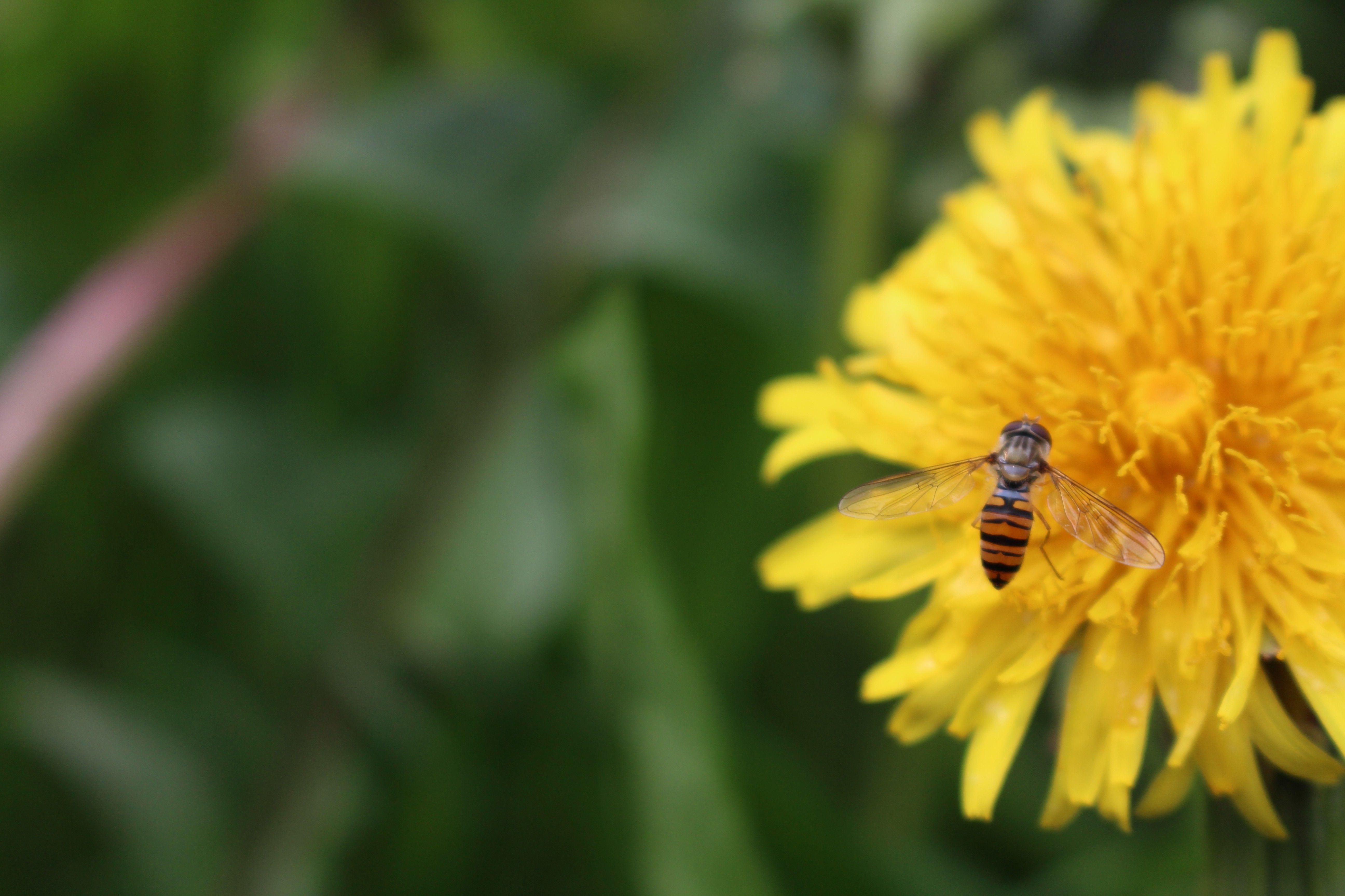 Summer Animal Wallpapers - Top Free Summer Animal Backgrounds ...