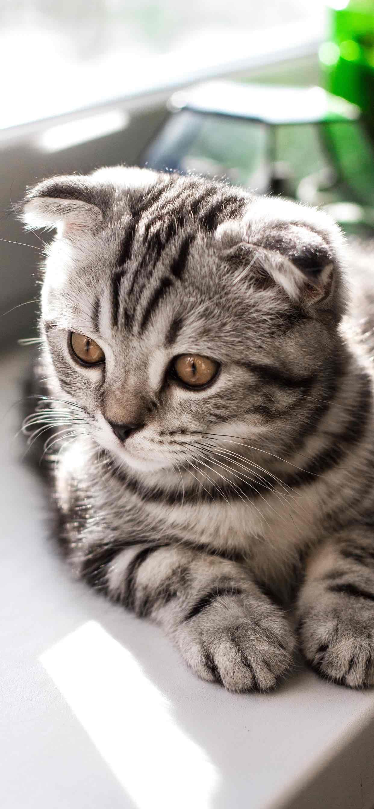 Grey Cat Wallpapers - Top Free Grey Cat Backgrounds - WallpaperAccess