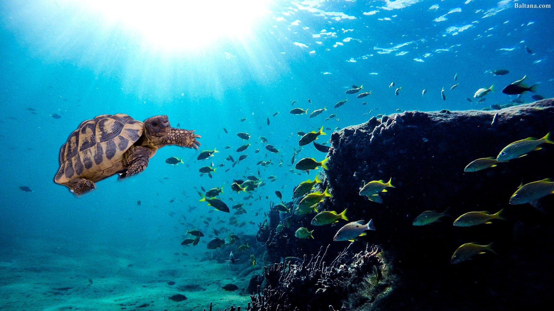 Snorkeling Wallpapers - Top Free Snorkeling Backgrounds - WallpaperAccess