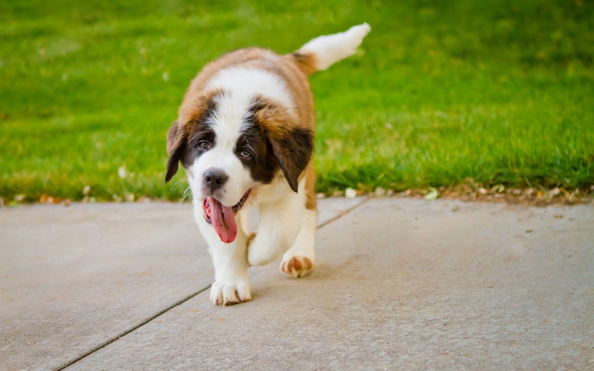 St. Bernard Wallpapers - Top Free St. Bernard Backgrounds - WallpaperAccess