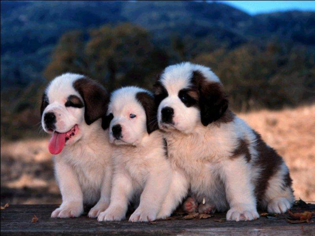 St. Bernard Wallpapers - Top Free St. Bernard Backgrounds - WallpaperAccess