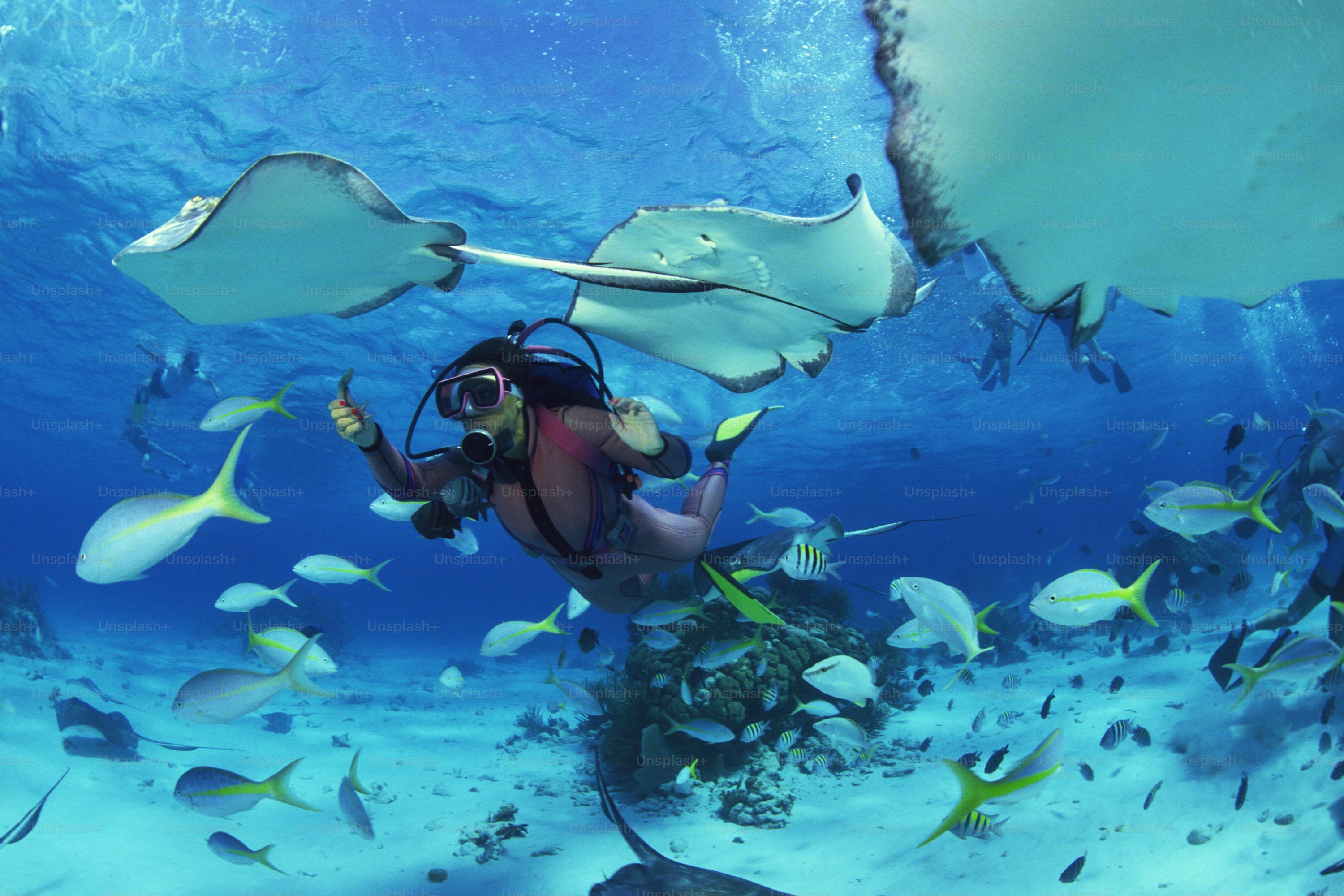Underwater Diving Wallpapers - Top Free Underwater Diving Backgrounds ...