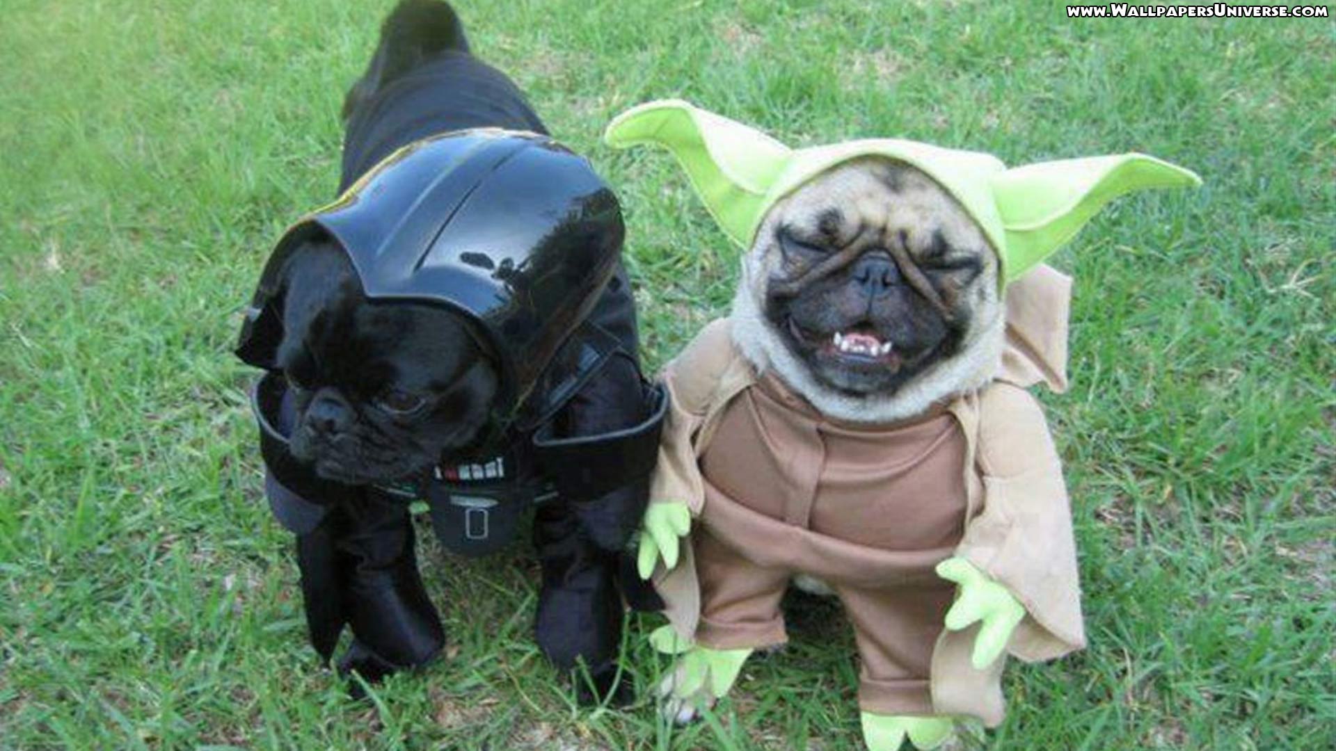 Funny Dogs Desktop Wallpapers - Top Free Funny Dogs Desktop Backgrounds - WallpaperAccess