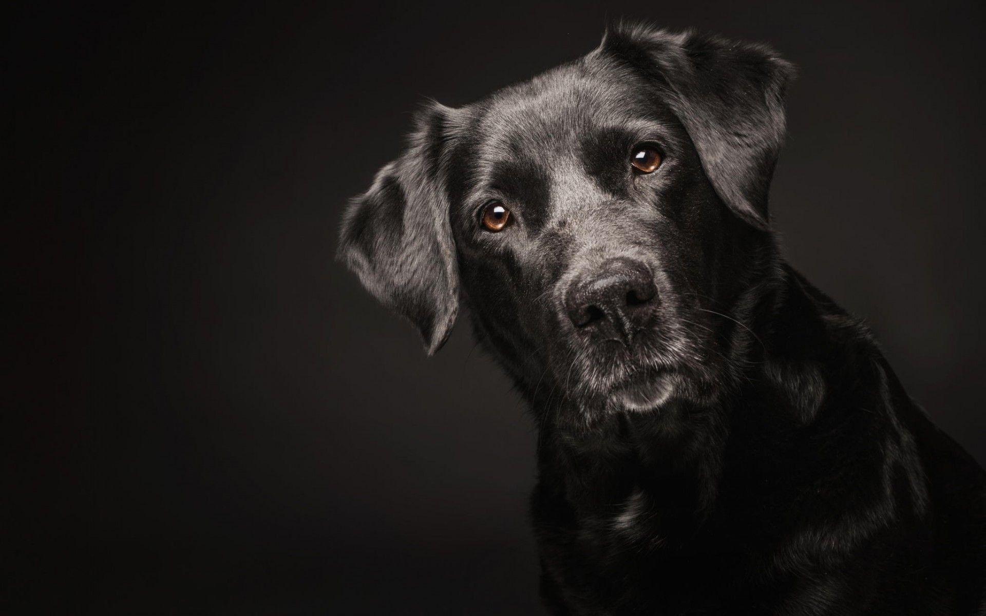 Funny Dogs Desktop Wallpapers - Top Free Funny Dogs Desktop Backgrounds ...