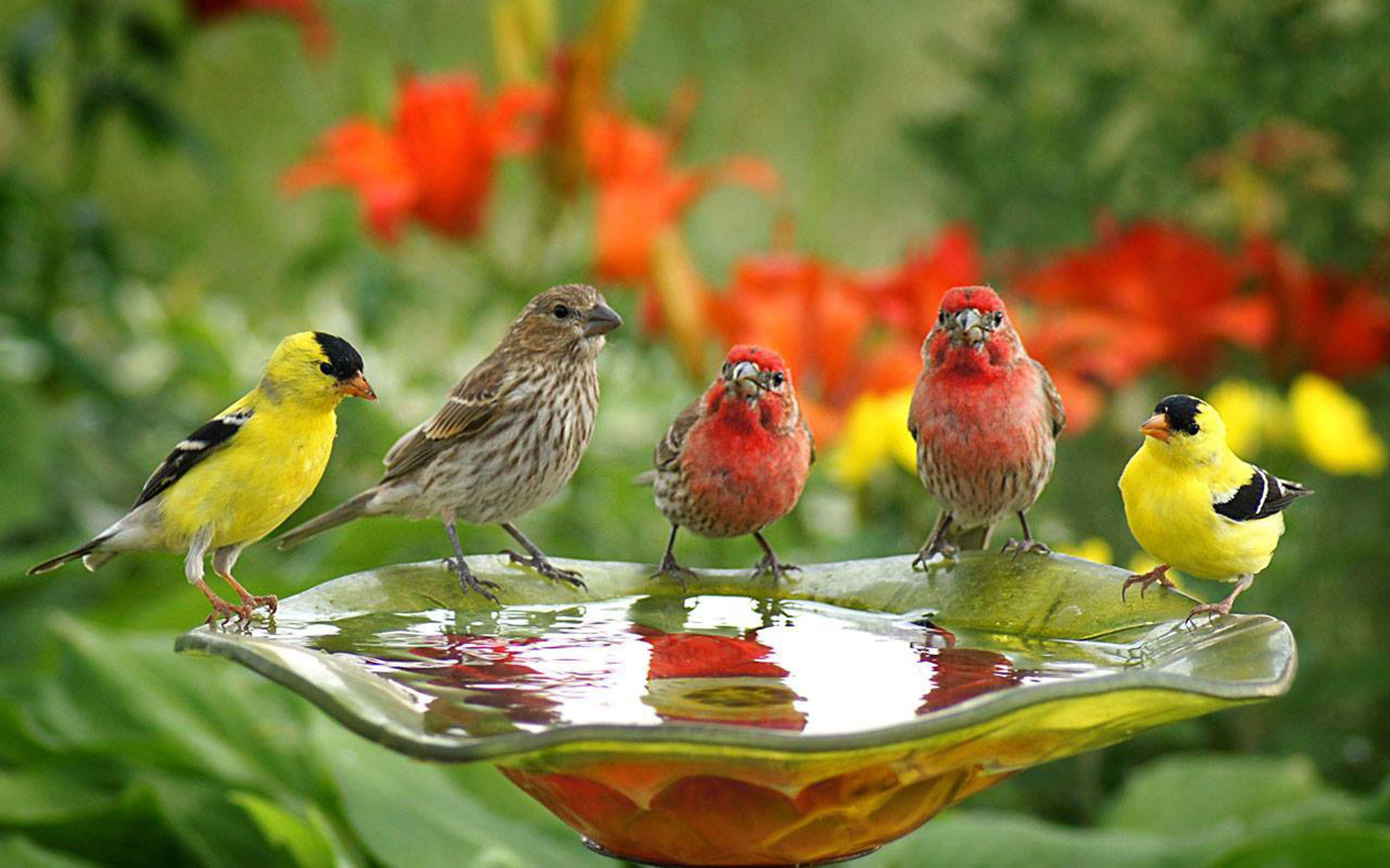 Cute Parrots Wallpapers - Top Free Cute Parrots Backgrounds ...