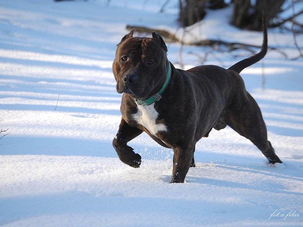 Staffy Wallpapers - Top Free Staffy Backgrounds - WallpaperAccess