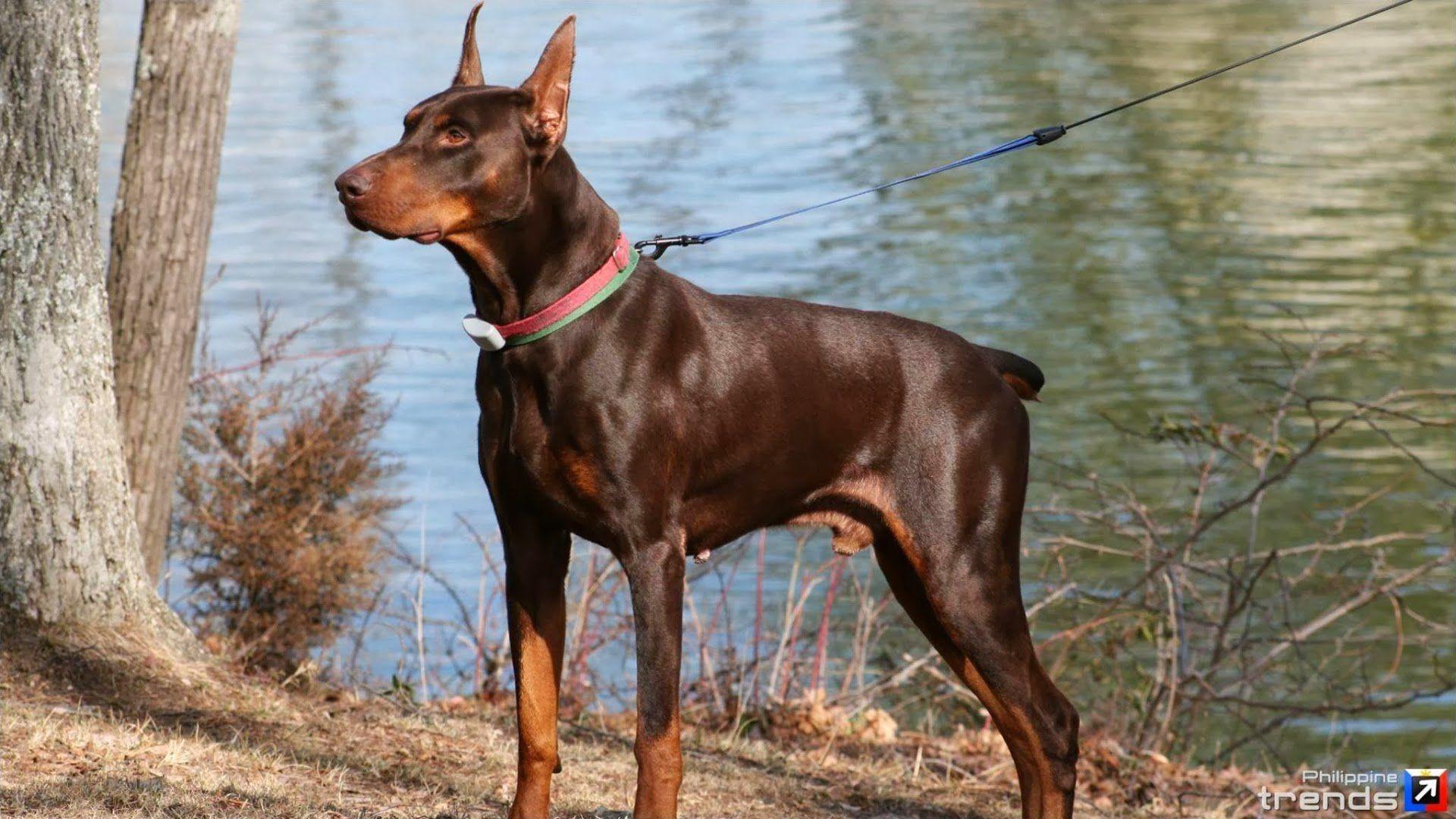HD Doberman Wallpapers - Top Free HD Doberman Backgrounds - WallpaperAccess