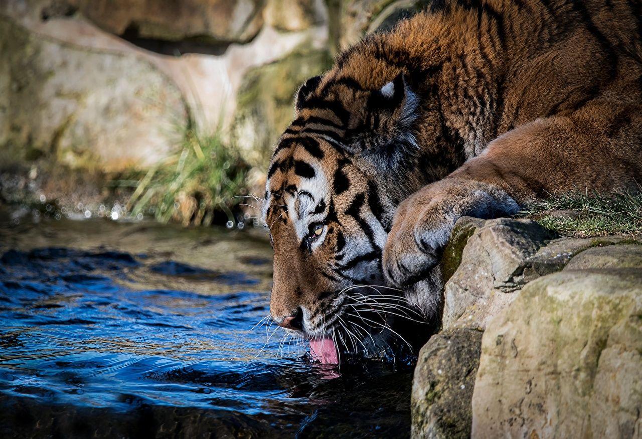 Tiger Drinking Water Wallpapers - Top Free Tiger Drinking Water ...