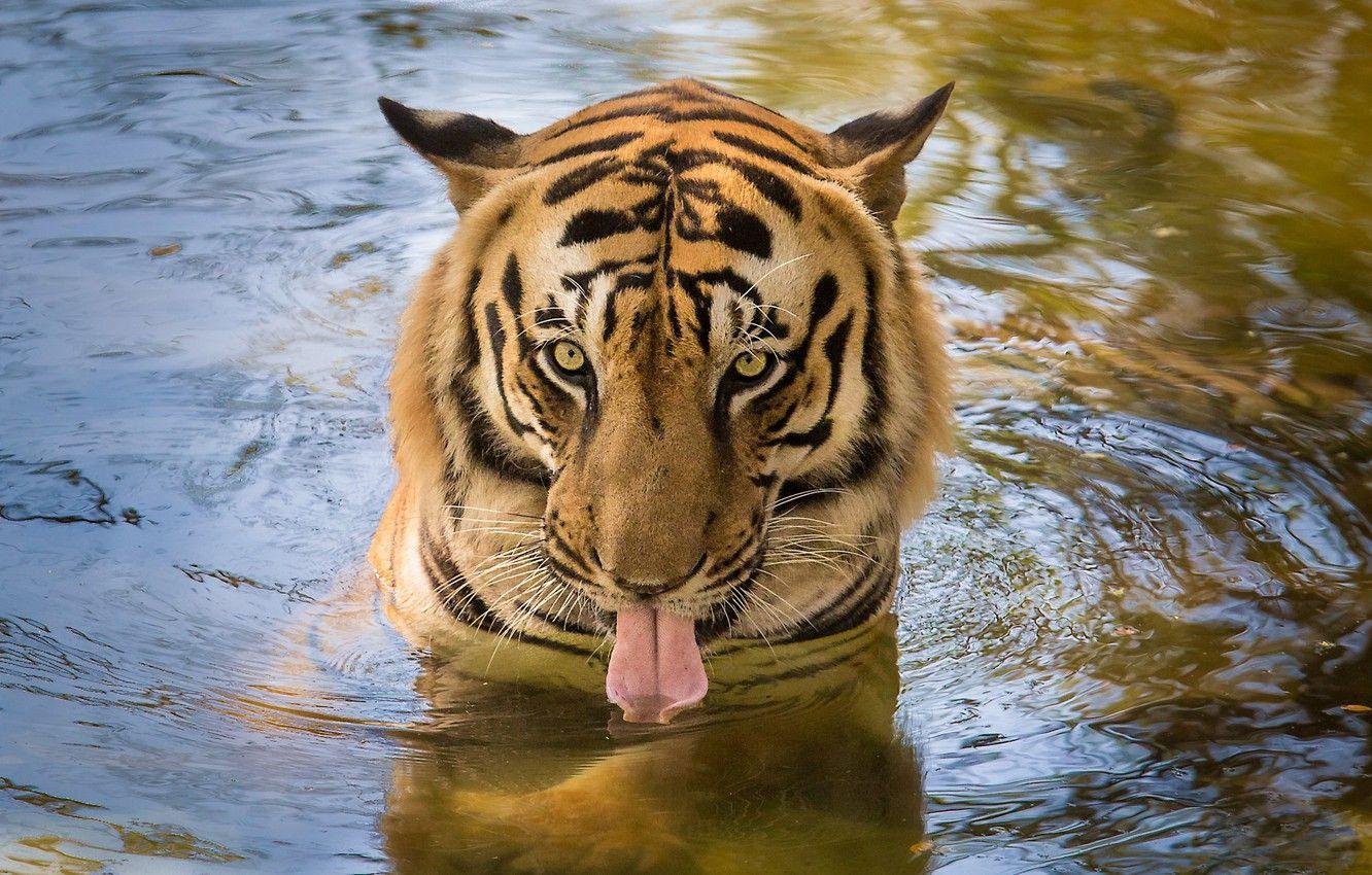 Tiger Drinking Water Wallpapers - Top Free Tiger Drinking Water ...