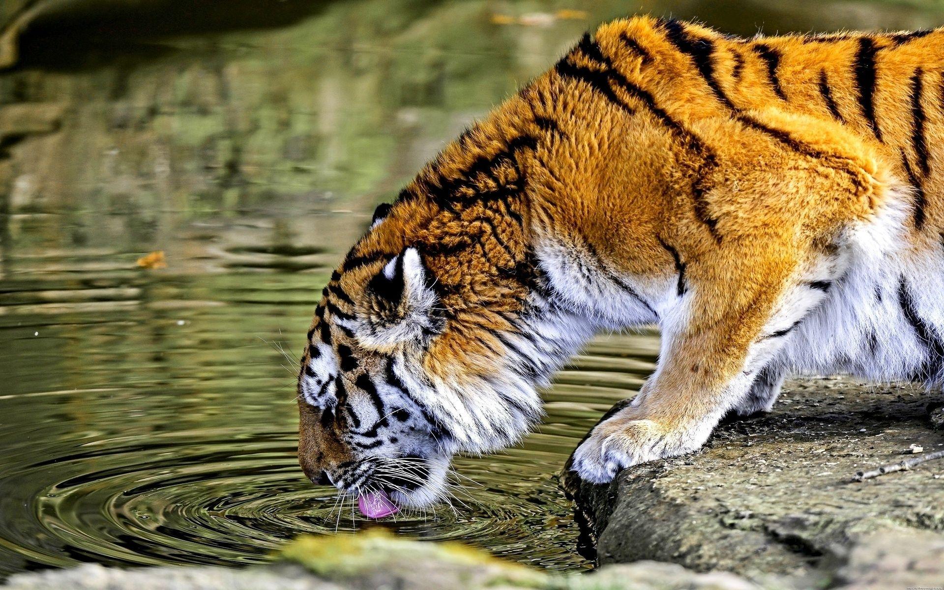 Tiger Drinking Water Wallpapers - Top Free Tiger Drinking Water ...