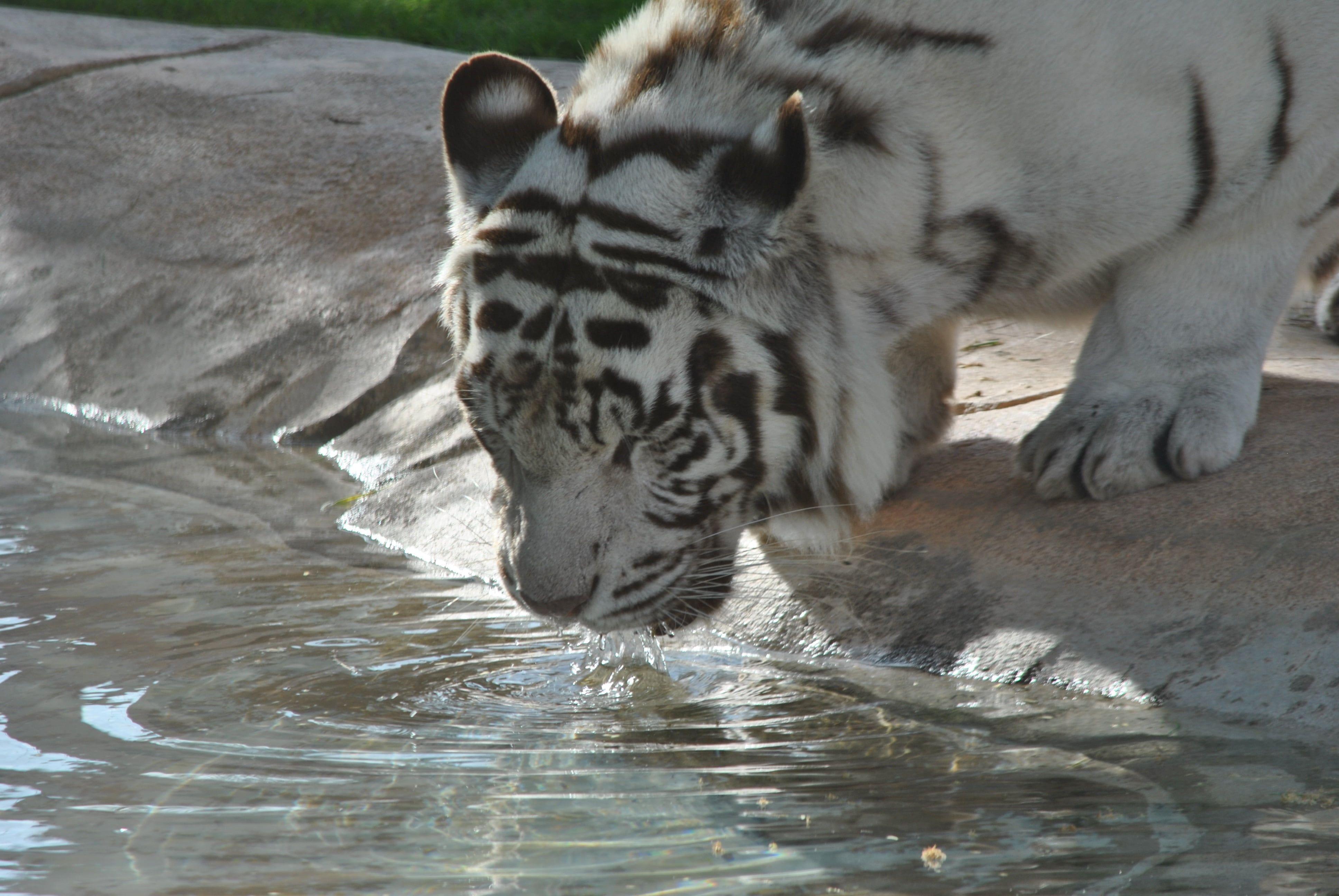 Tiger Drinking Water Wallpapers - Top Free Tiger Drinking Water ...