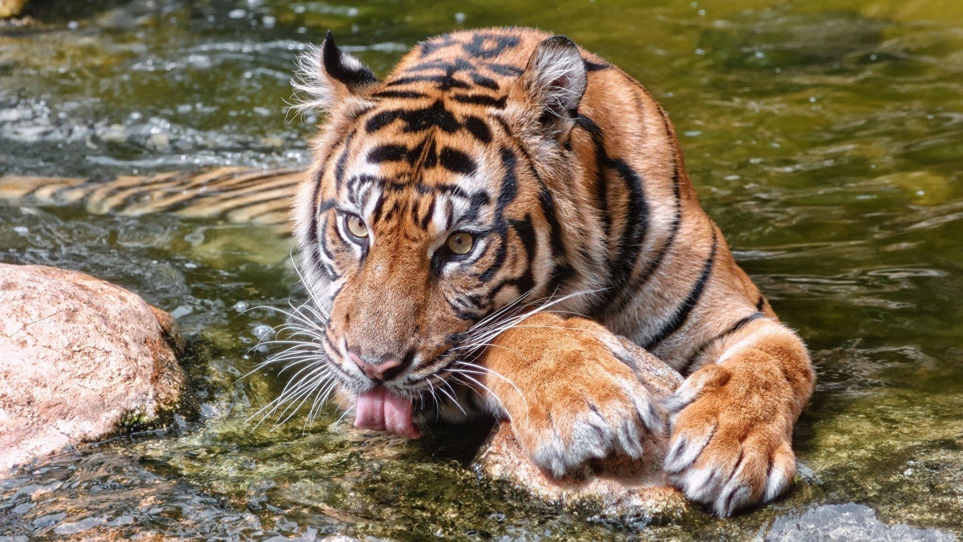 Tiger Drinking Water Wallpapers - Top Free Tiger Drinking Water ...