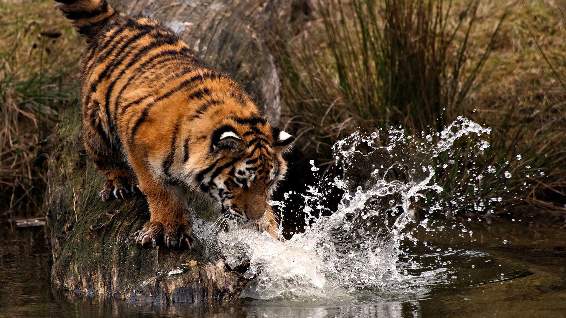 Tiger Drinking Water Wallpapers - Top Free Tiger Drinking Water ...