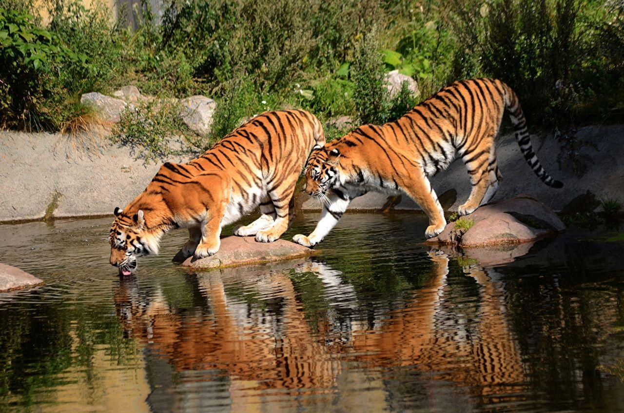 Tiger Drinking Water Wallpapers - Top Free Tiger Drinking Water ...