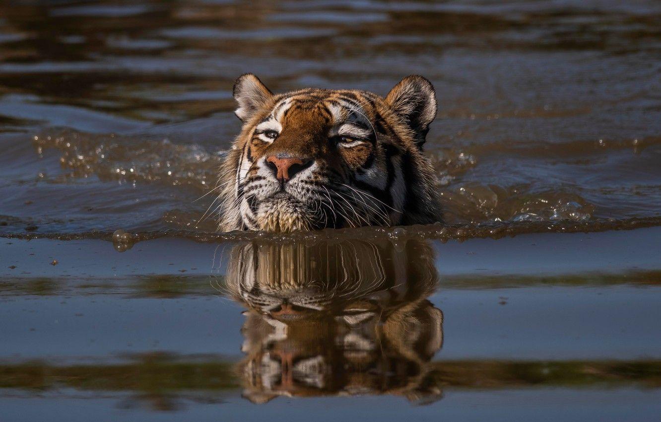 Tiger Drinking Water Wallpapers - Top Free Tiger Drinking Water ...