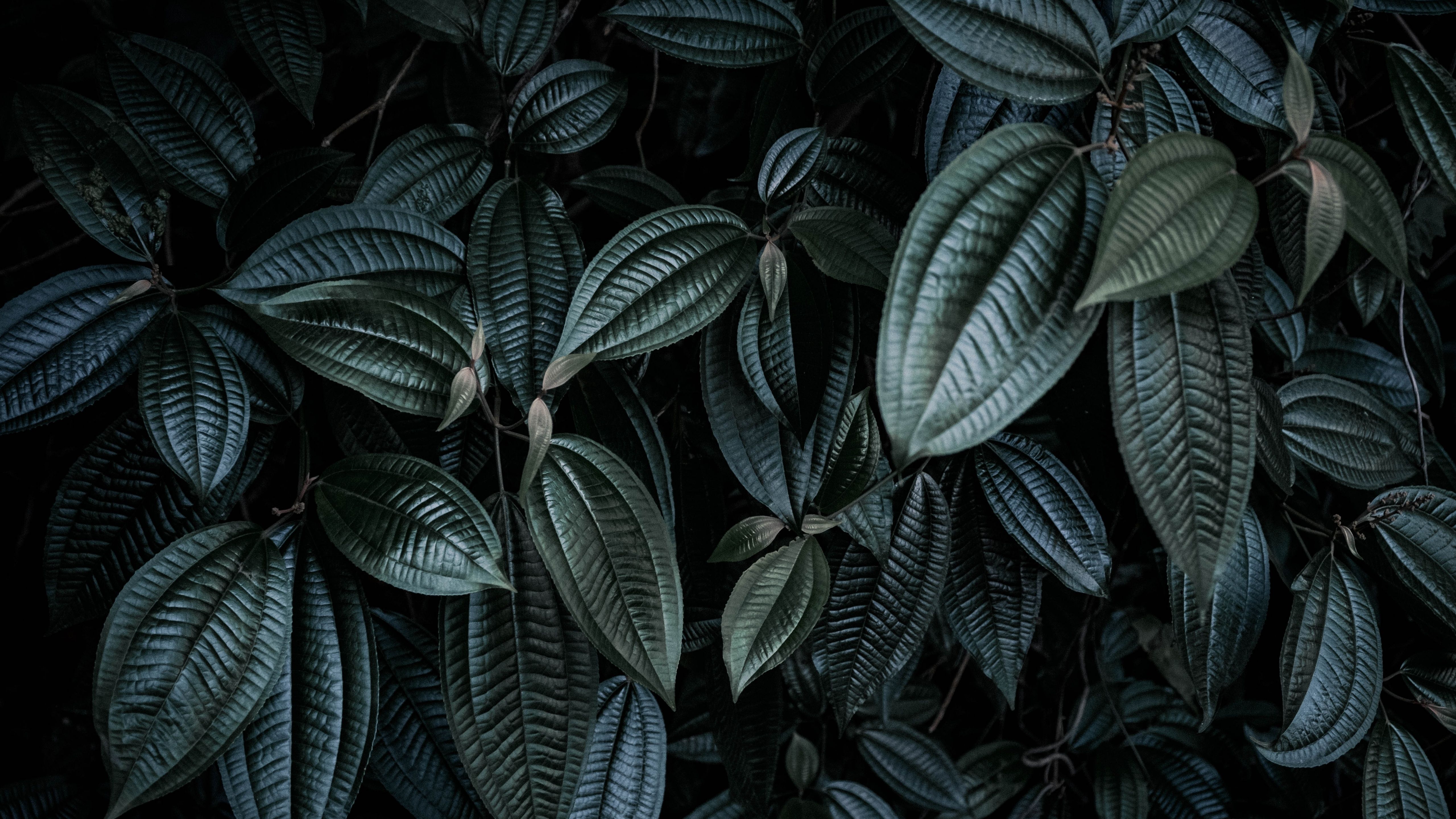Botanical 4K Wallpapers - Top Free Botanical 4K Backgrounds ...