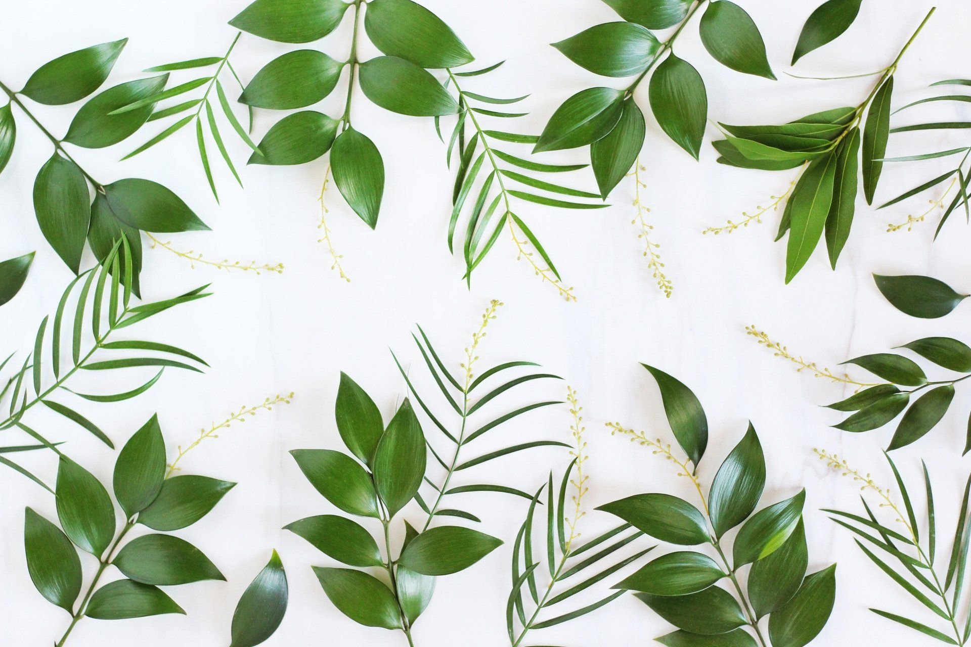 Botanical 4K Wallpapers - Top Free Botanical 4K Backgrounds ...