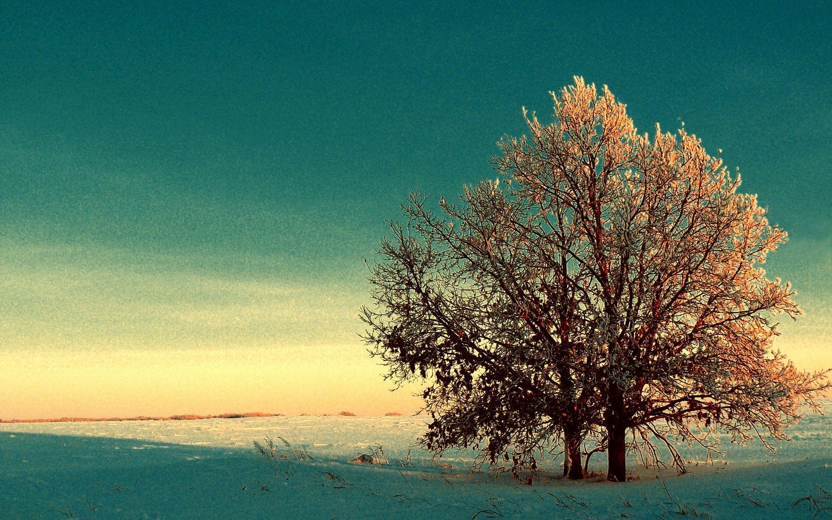 Winter Tree Wallpapers - Top Free Winter Tree Backgrounds - WallpaperAccess