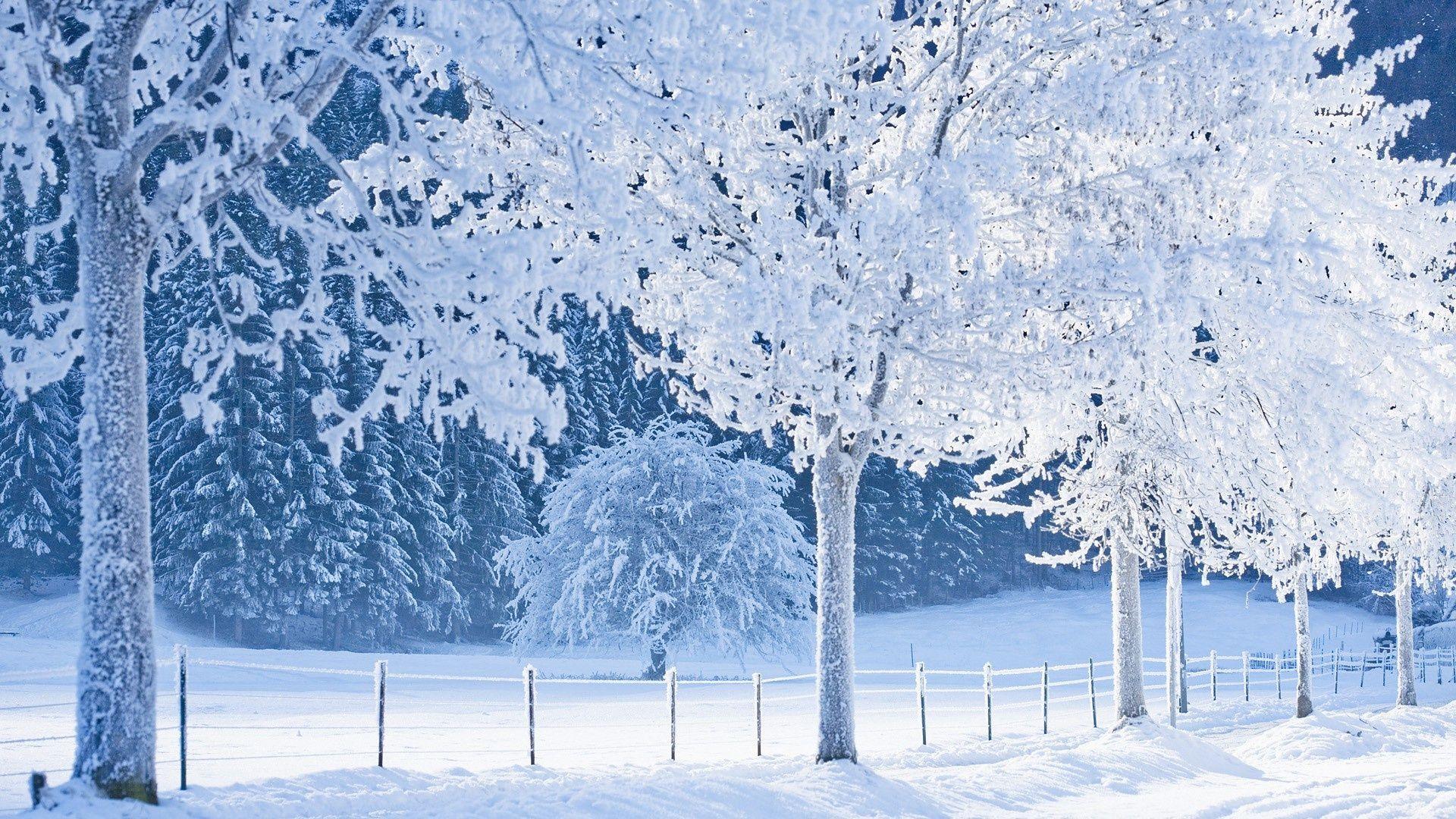 Winter Tree Wallpapers - Top Free Winter Tree Backgrounds - WallpaperAccess
