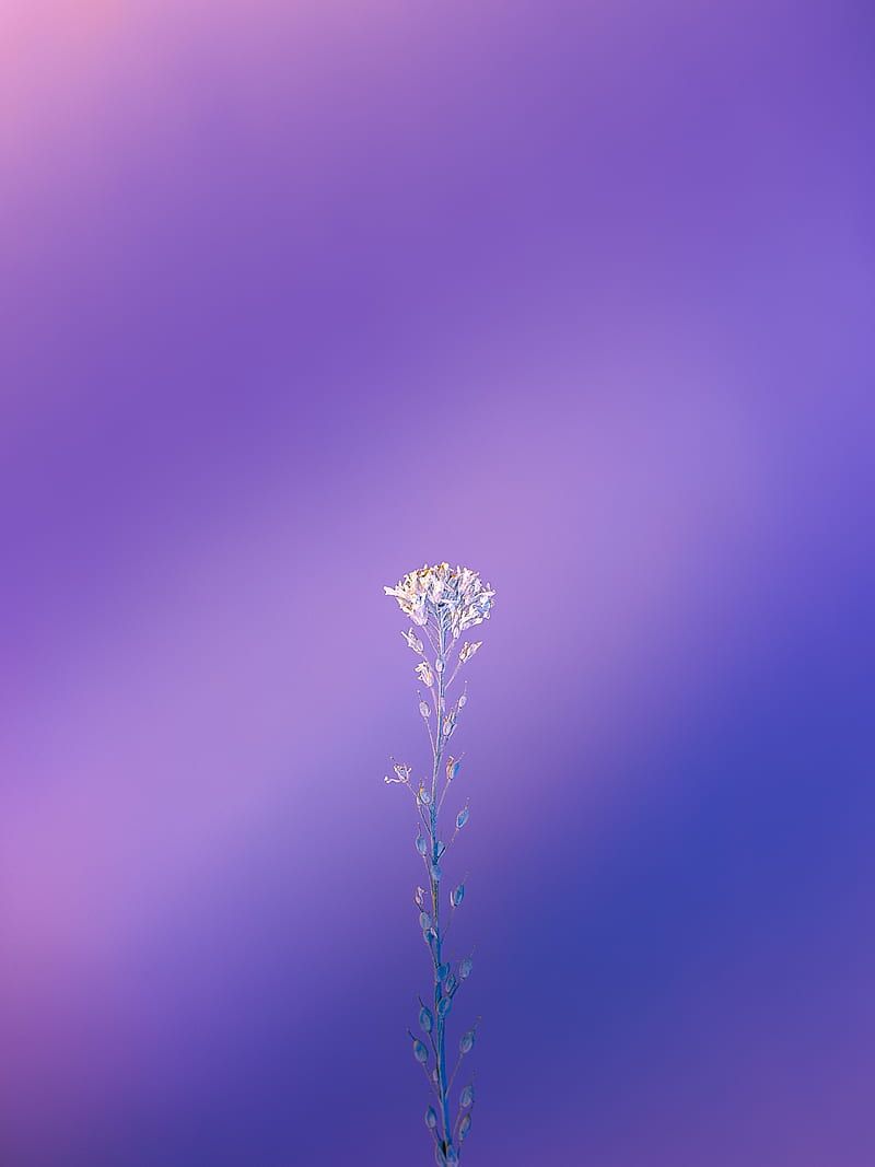 Purple Aesthetic Minimalist Wallpapers - Top Free Purple Aesthetic ...