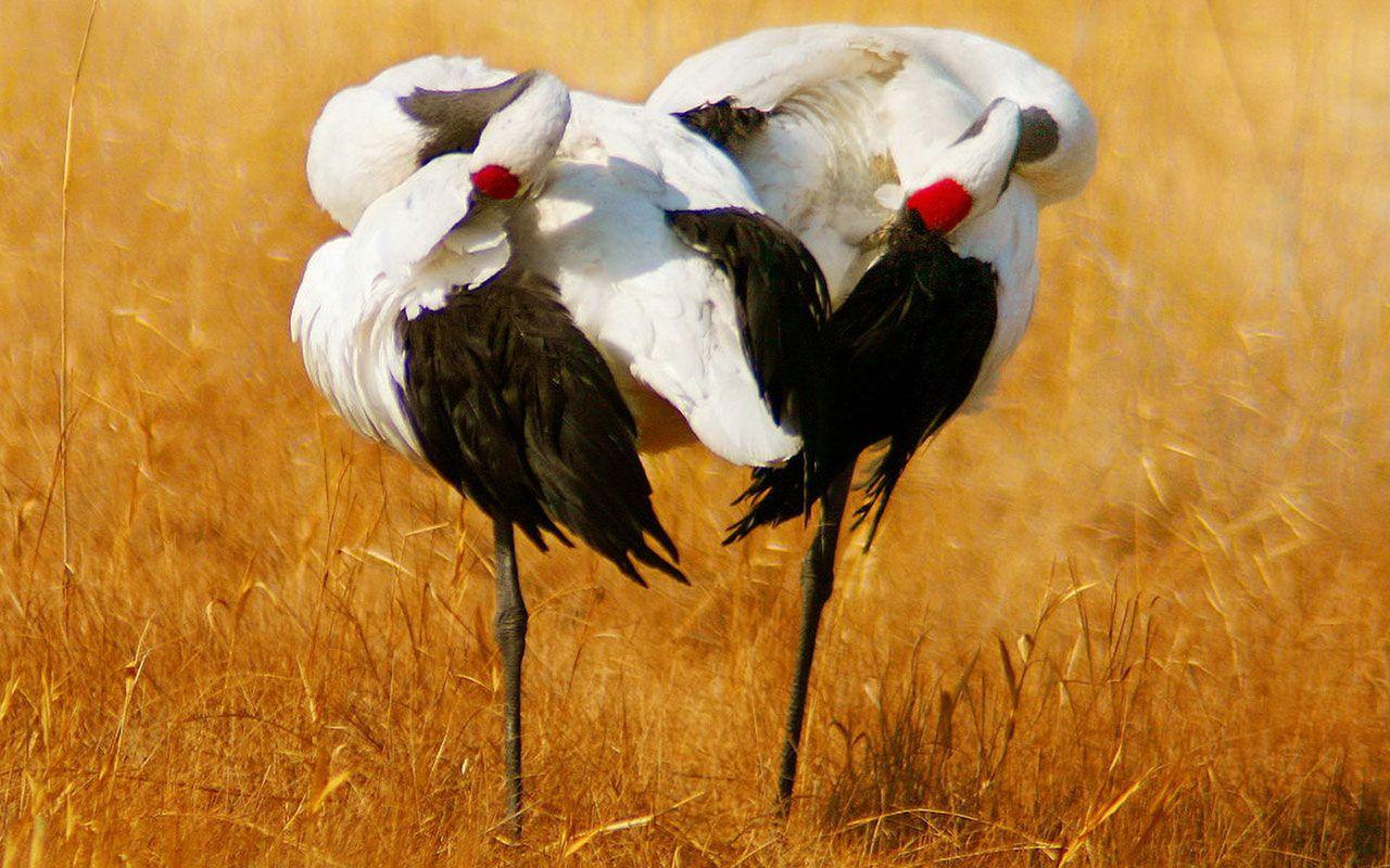 Red-crowned Crane Wallpapers - Top Free Red-crowned Crane Backgrounds ...