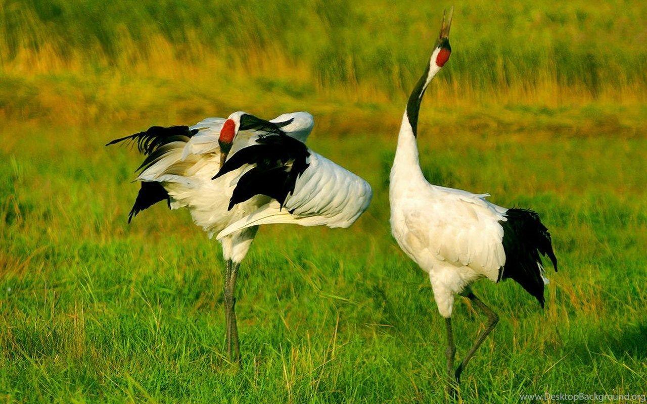 Red-crowned Crane Wallpapers - Top Free Red-crowned Crane Backgrounds ...