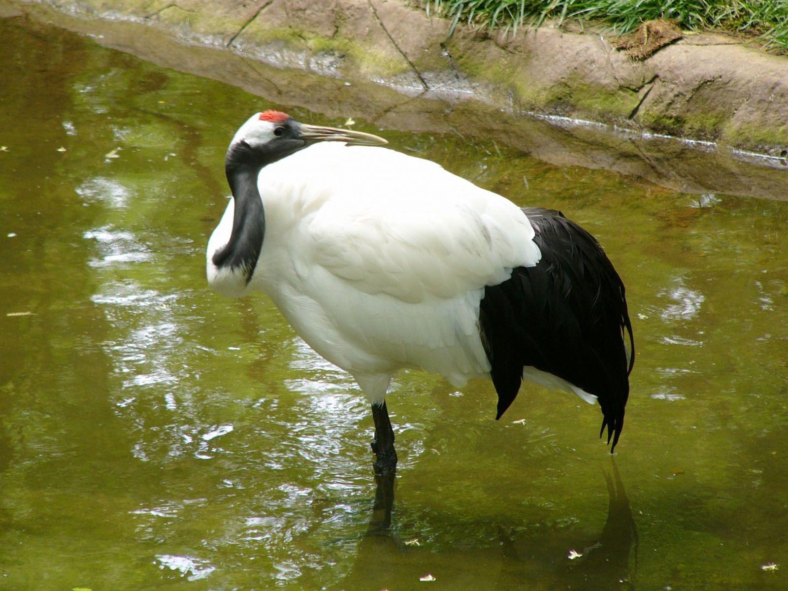 Red-crowned Crane Wallpapers - Top Free Red-crowned Crane Backgrounds ...