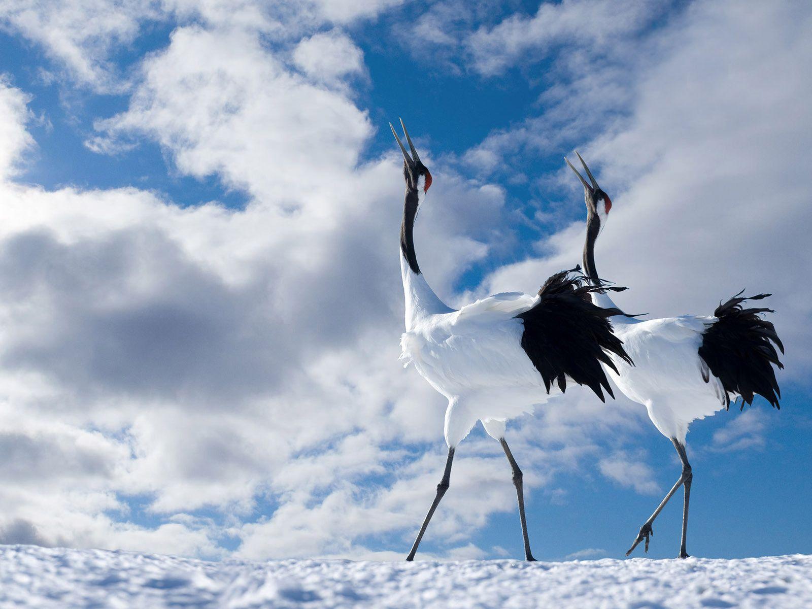 Red-crowned Crane Wallpapers - Top Free Red-crowned Crane Backgrounds ...