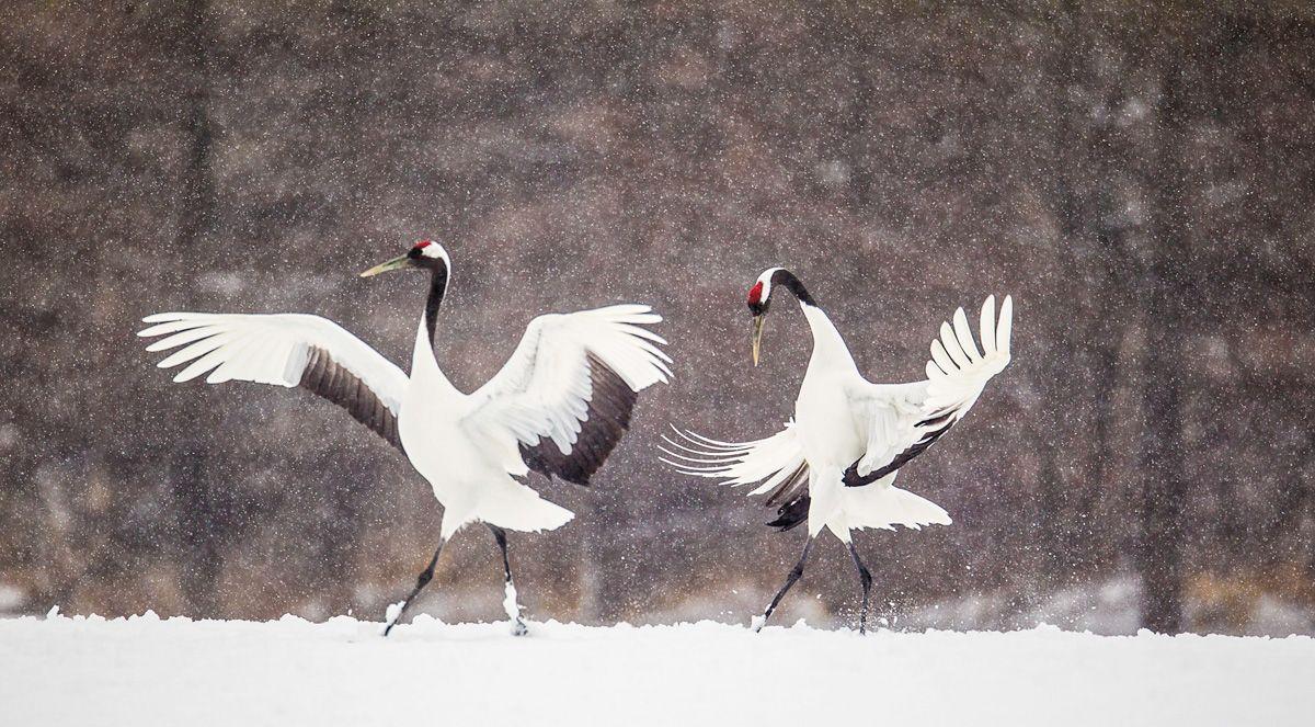 Red-crowned Crane Wallpapers - Top Free Red-crowned Crane Backgrounds ...