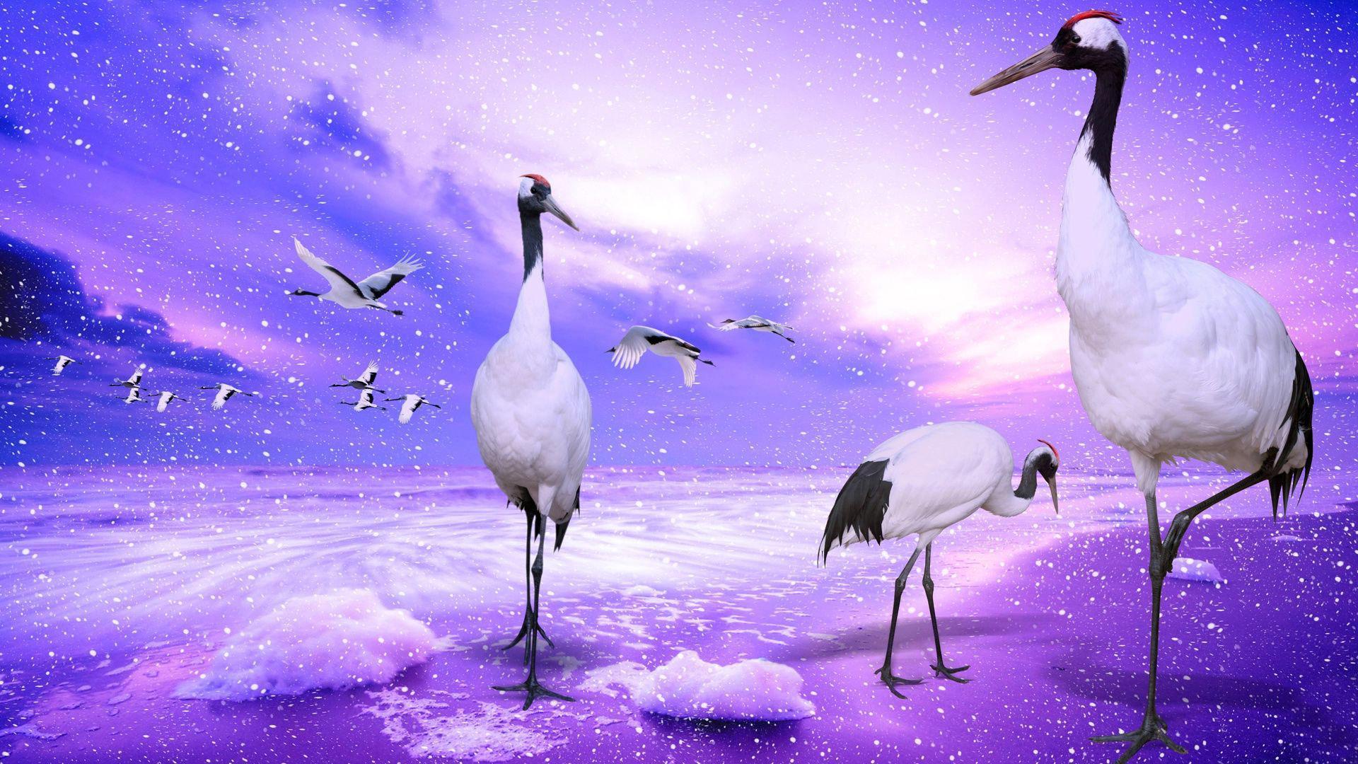 Red-crowned Crane Wallpapers - Top Free Red-crowned Crane Backgrounds ...