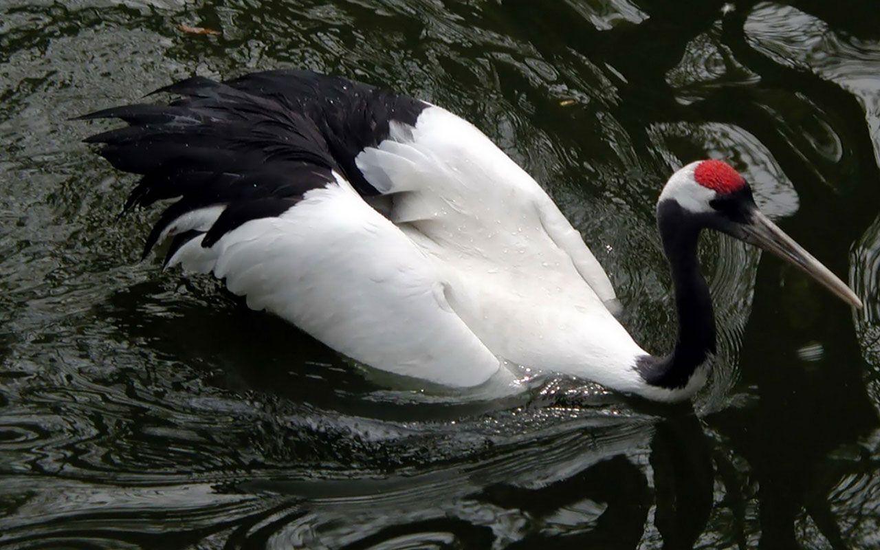 Red-crowned Crane Wallpapers - Top Free Red-crowned Crane Backgrounds ...