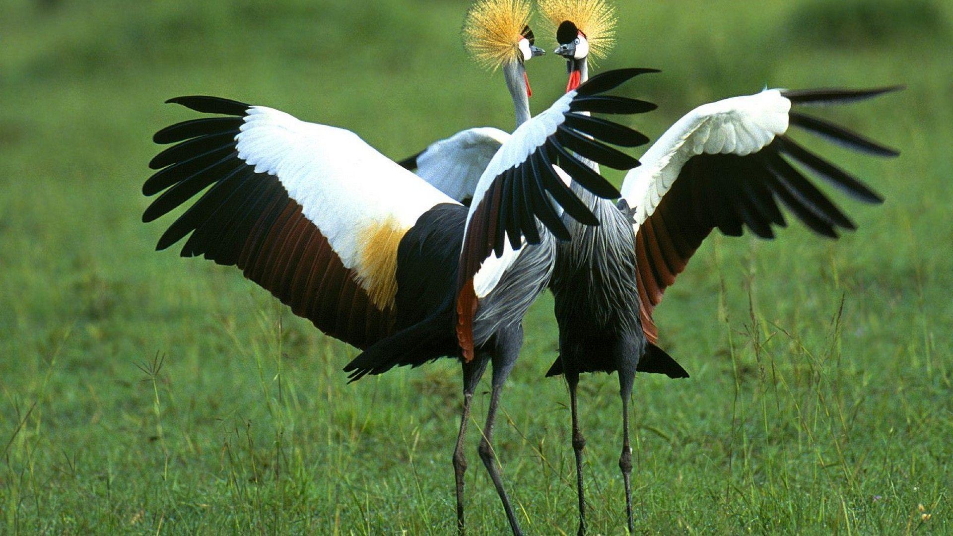 Red-crowned Crane Wallpapers - Top Free Red-crowned Crane Backgrounds ...