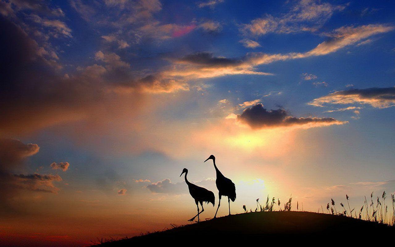 Crane Desktop Wallpapers - Top Free Crane Desktop Backgrounds ...