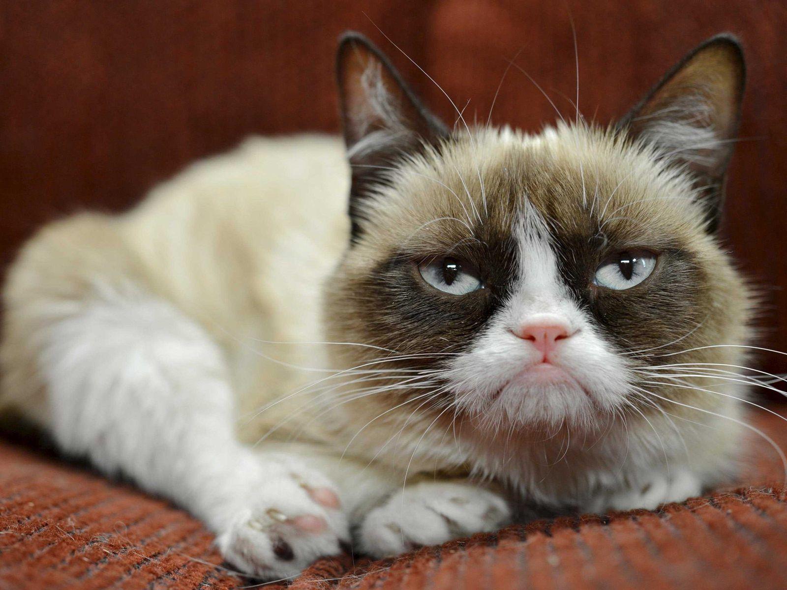 Grumpy Cat Wallpapers - Top Free Grumpy Cat Backgrounds - WallpaperAccess