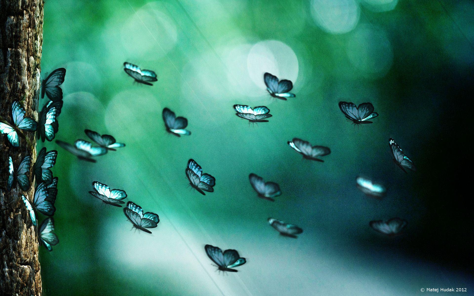 Forest Fly Butterfly Wallpapers - Top Free Forest Fly Butterfly ...