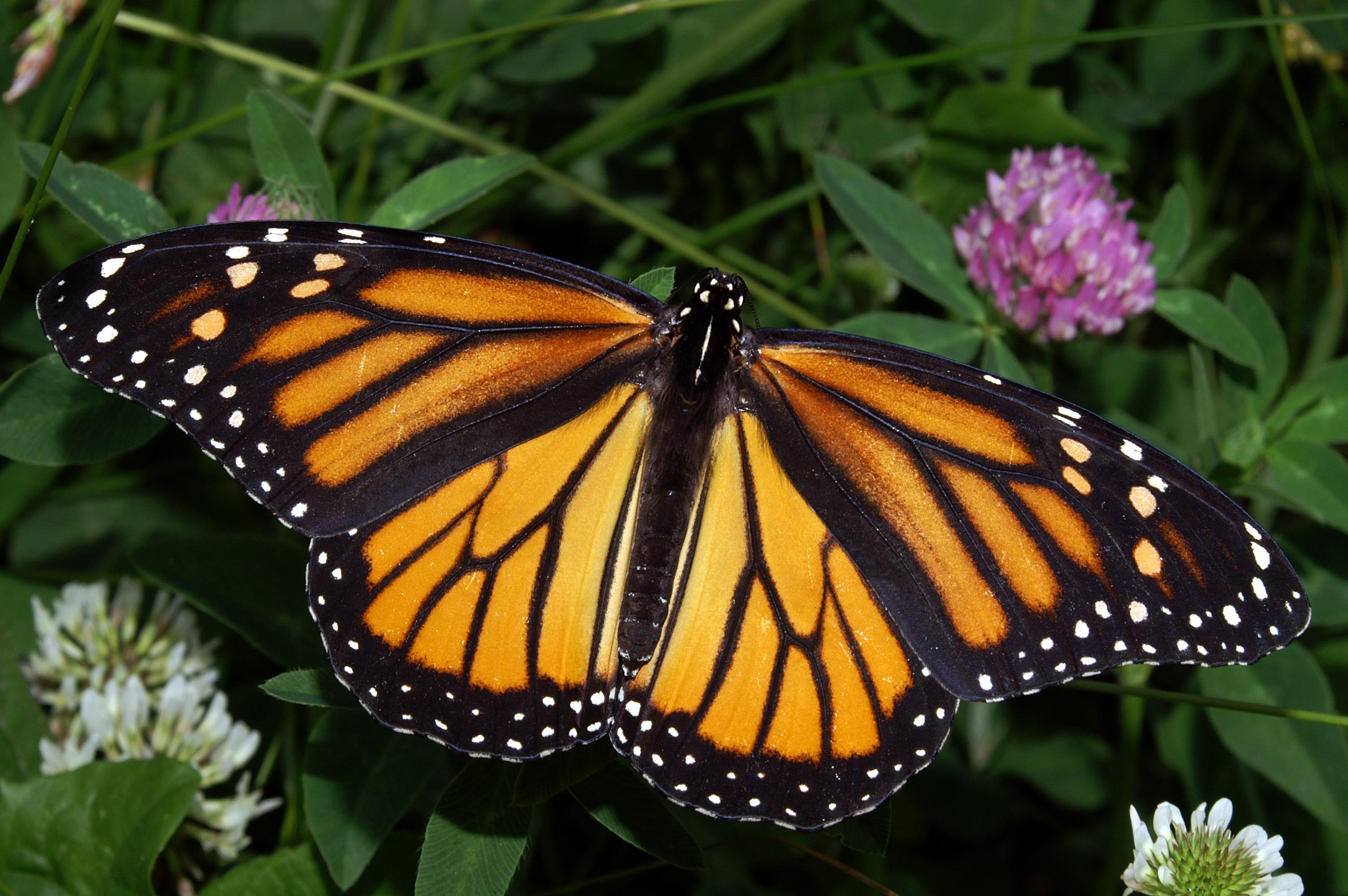 Monarch Butterflies Wallpapers - Top Free Monarch Butterflies ...