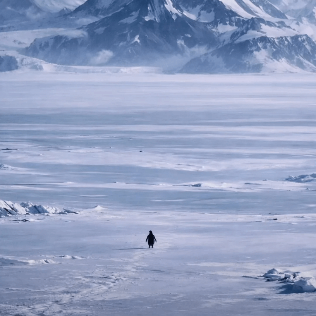 Nihilist Penguin Wallpapers - Top Free Nihilist Penguin Backgrounds ...