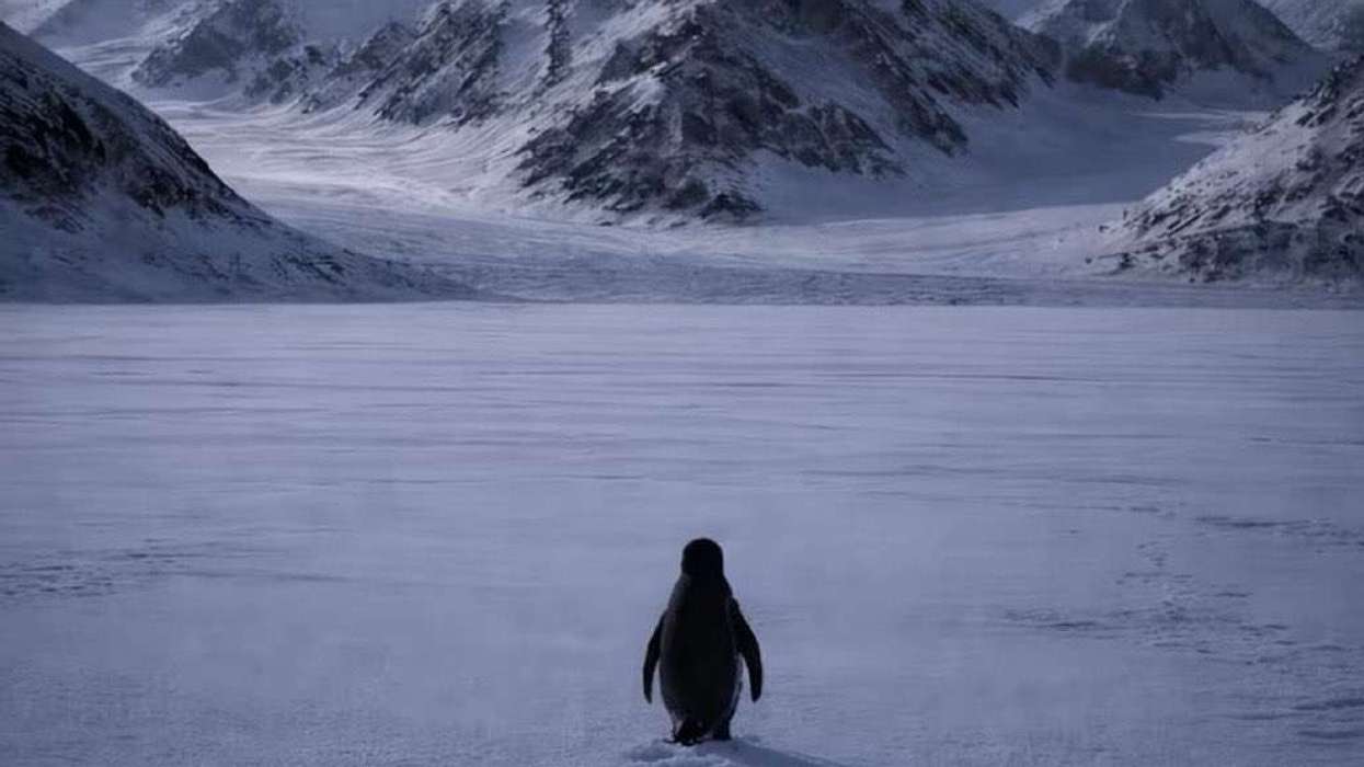 Nihilist Penguin Wallpapers - Top Free Nihilist Penguin Backgrounds ...