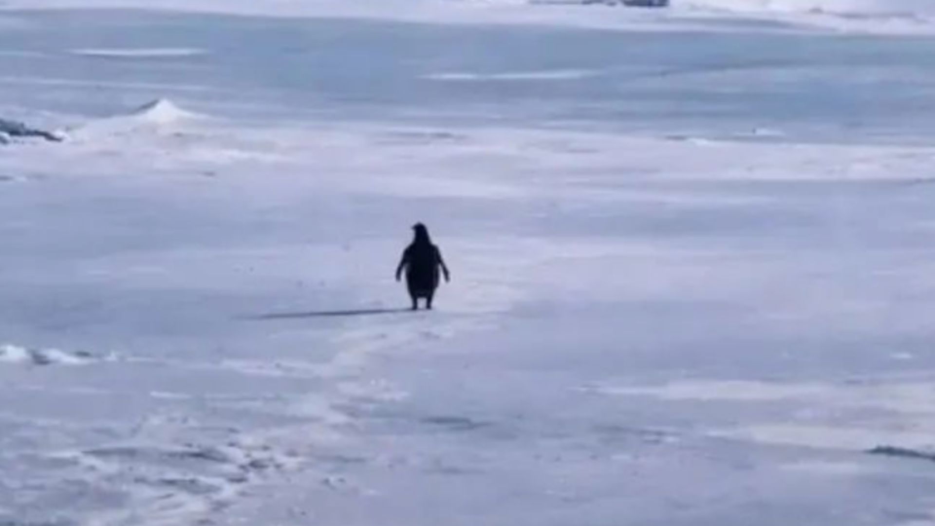 Nihilist Penguin Wallpapers - Top Free Nihilist Penguin Backgrounds ...