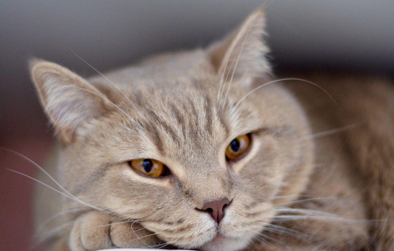 Sad Animal Faces Wallpapers - Top Free Sad Animal Faces Backgrounds ...