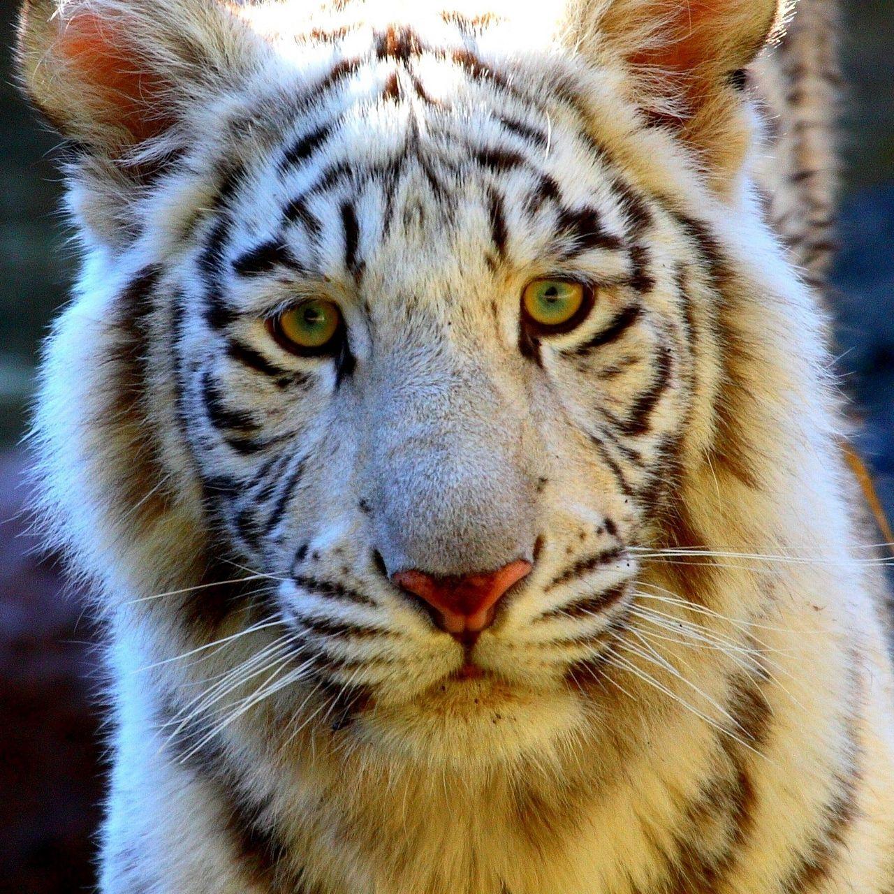 Sad Animal Faces Wallpapers - Top Free Sad Animal Faces Backgrounds ...